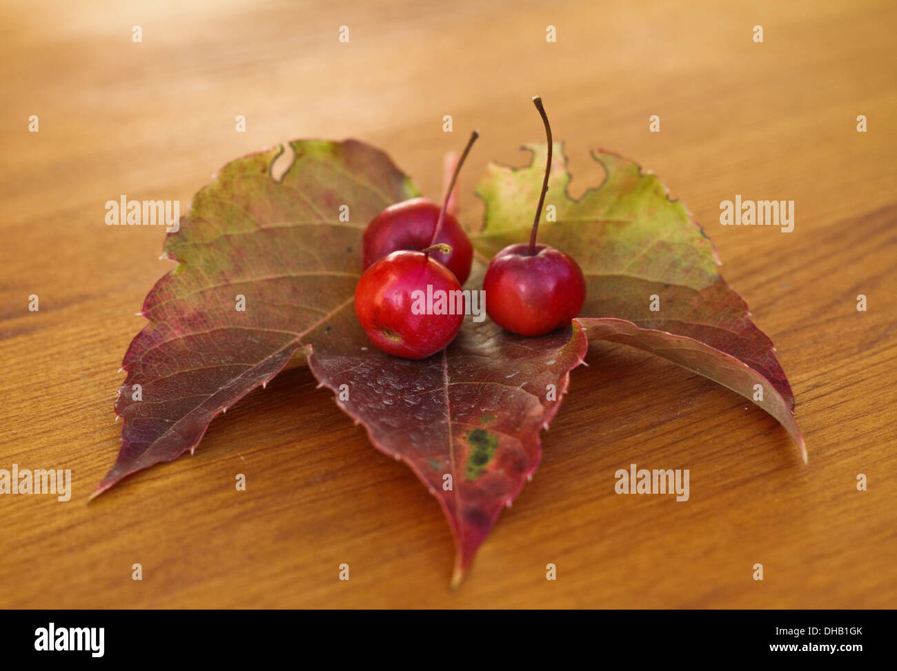 Red apple leaf hi-res stock photography and images - Alamy
