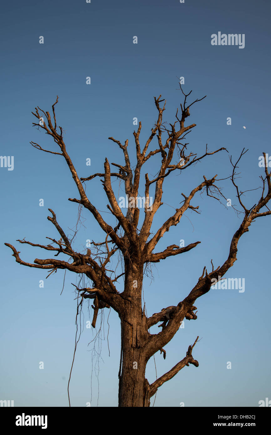 Big tree vector hi-res stock photography and images - Alamy