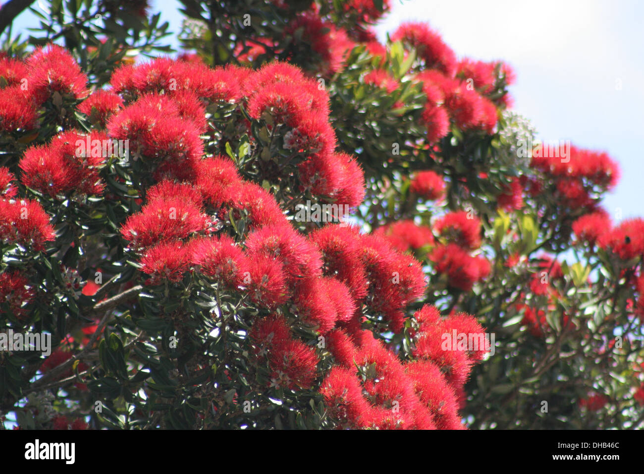 Pohutukawa tree in full bloom with red flowers Stock Photo - Alamy
