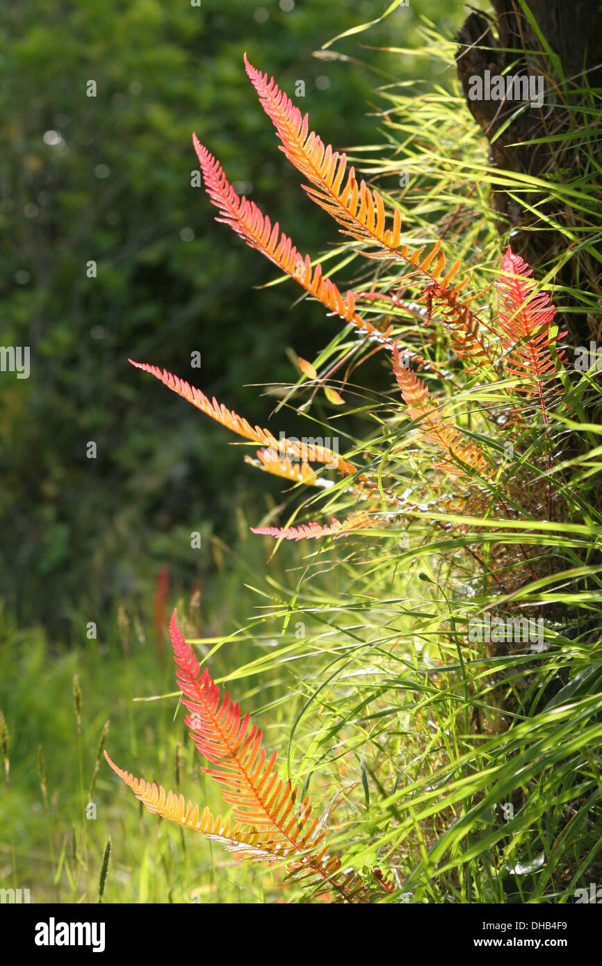 Red fern hi-res stock photography and images - Alamy