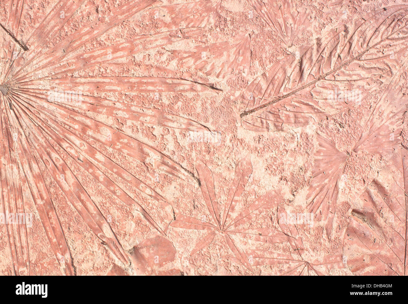 marks of leaf on the concrete pavement Stock Photo - Alamy