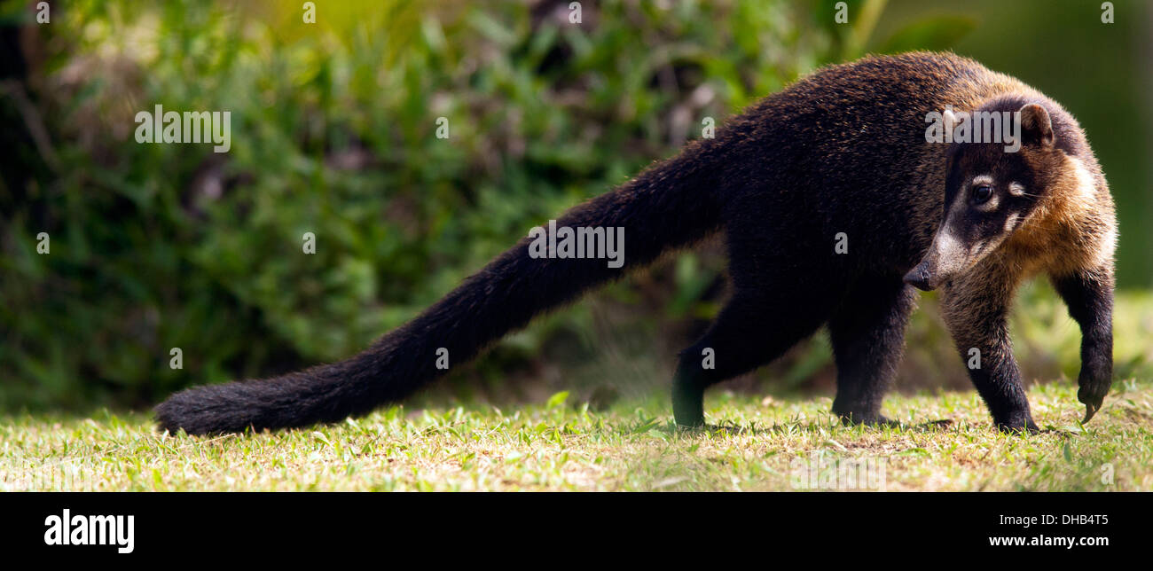 White-nosed Coati Panorama - La Laguna del Lagarto Lodge - Boca Tapada ...