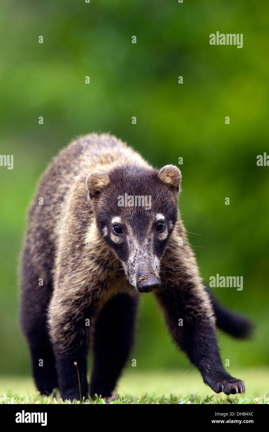 White-nosed Coati - La Laguna del Lagarto Lodge - Boca Tapada, San ...