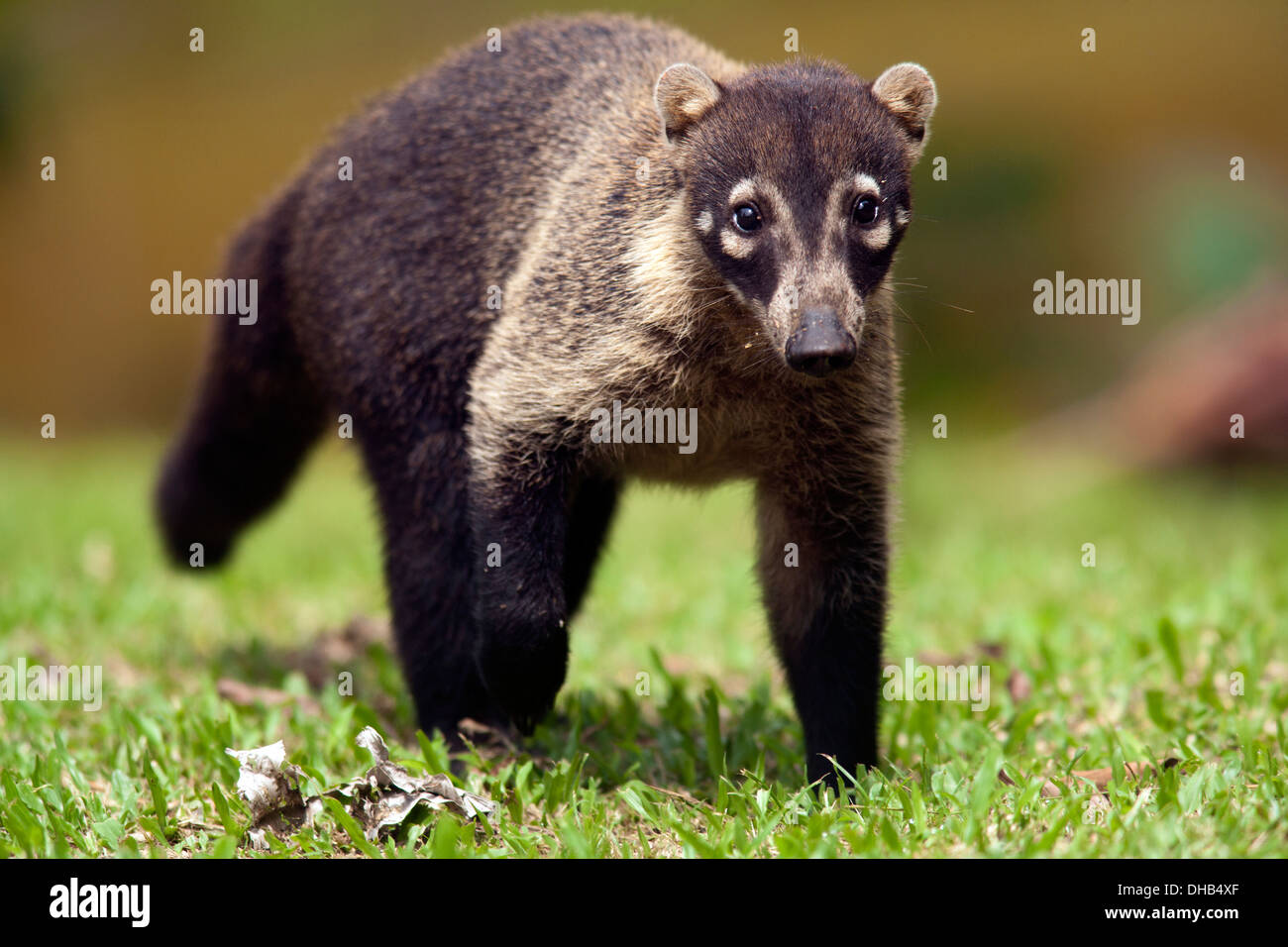 White-nosed Coati - La Laguna del Lagarto Lodge - Boca Tapada, San ...