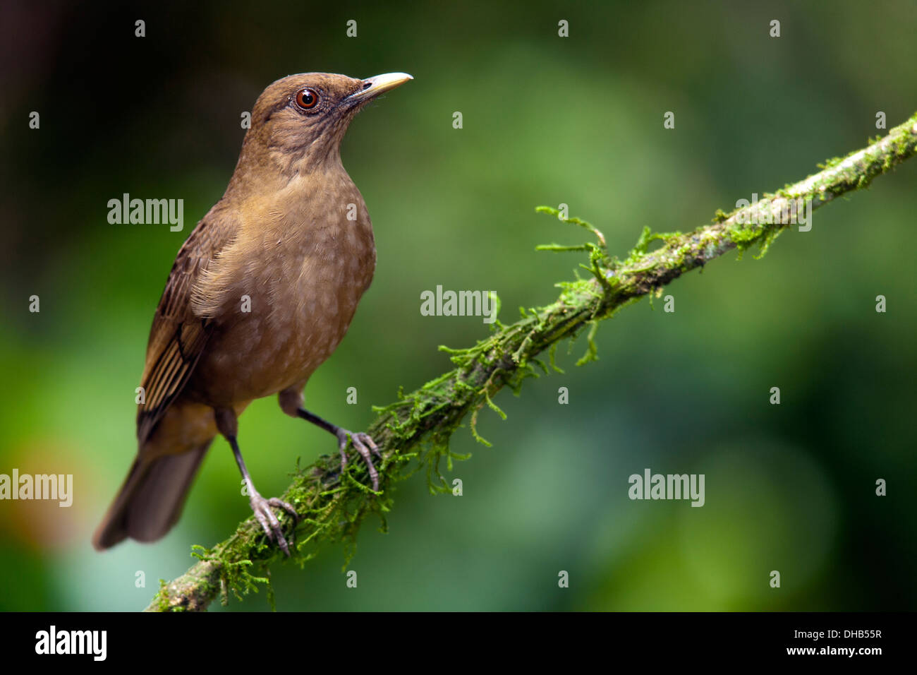 Clay Colored Robin Bird High Resolution Stock Photography and Images ...