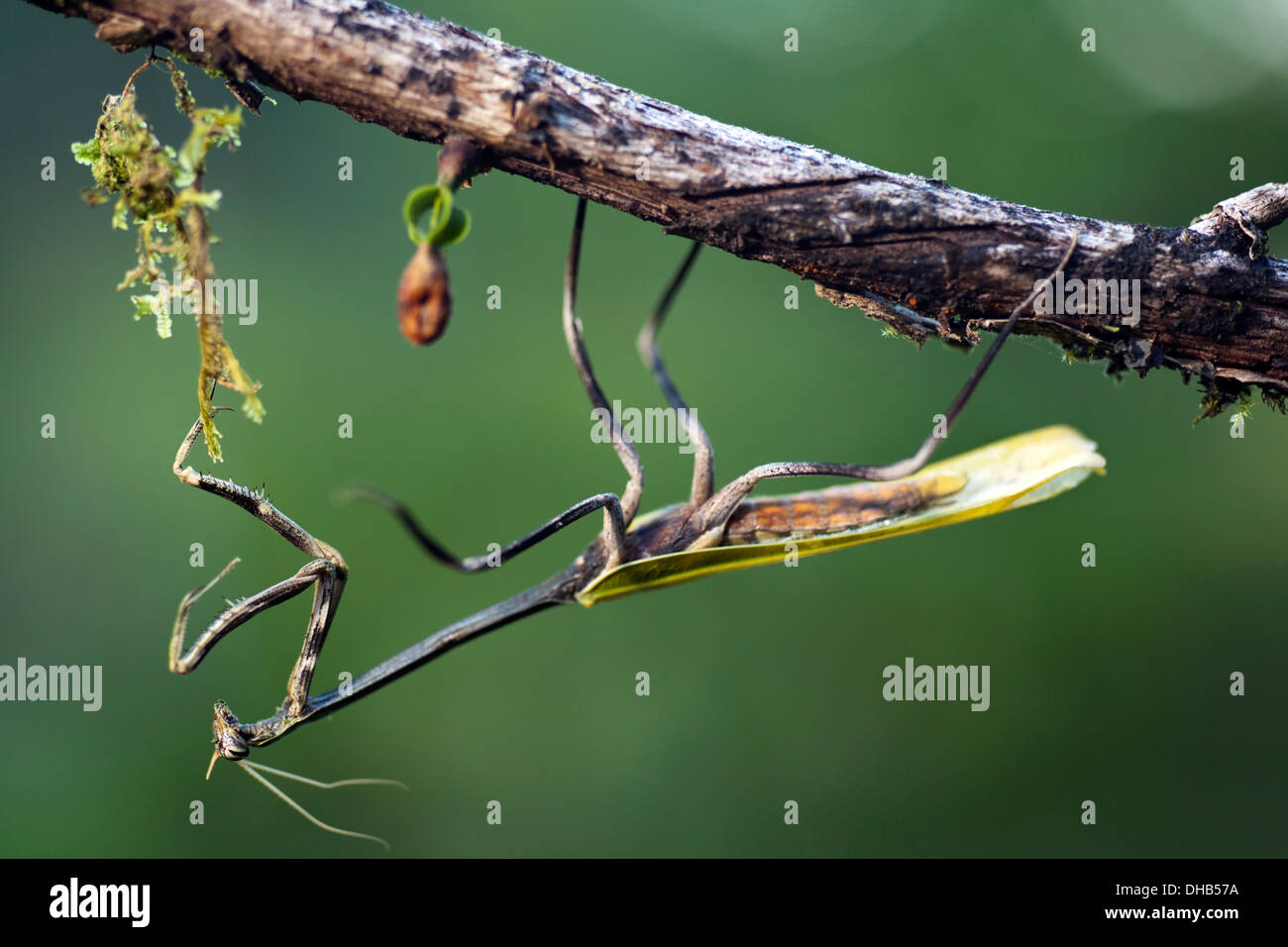 Praying Mantis Species - La Laguna del Lagarto Lodge - Boca Tapada, San ...