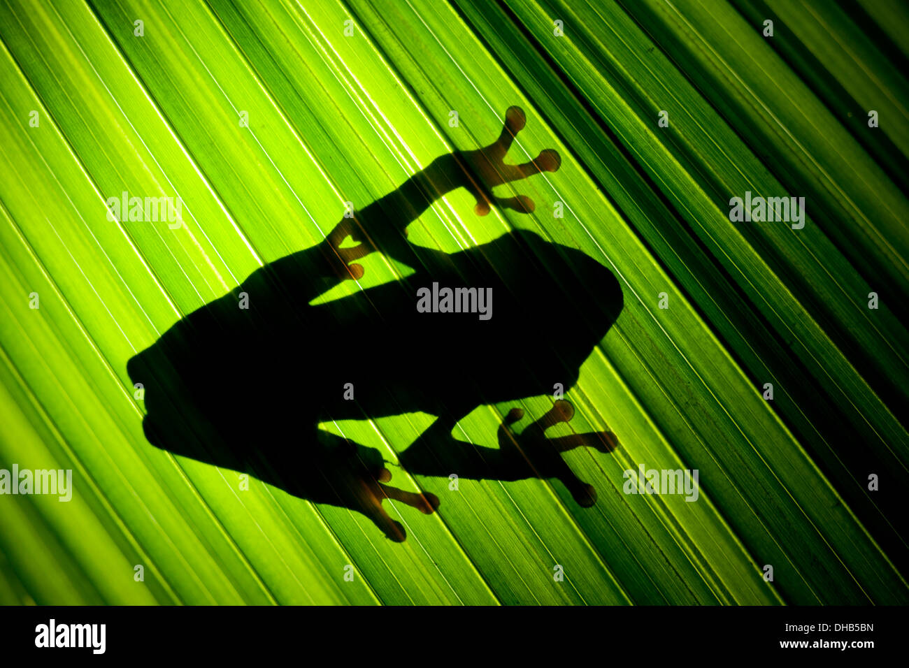 Shadow of Red-eyed Tree Frog through Leaf - La Laguna del Lagarto Lodge ...