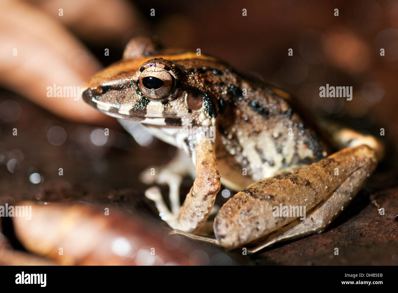 Robber frogs hi-res stock photography and images - Alamy