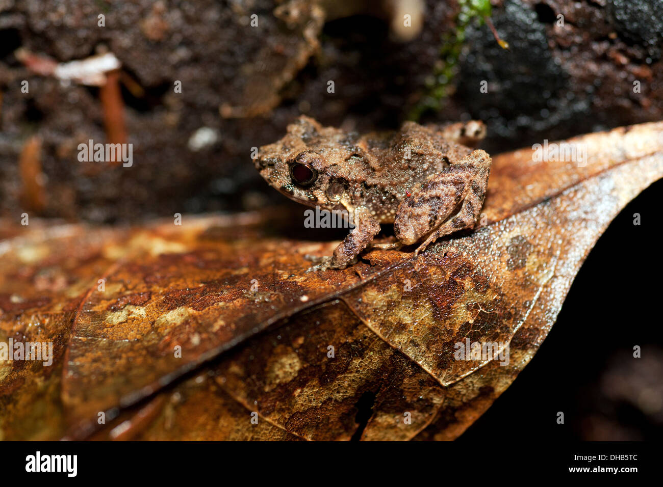 Craugastor Frog Species - La Laguna del Lagarto Lodge- Boca Tapada; San ...