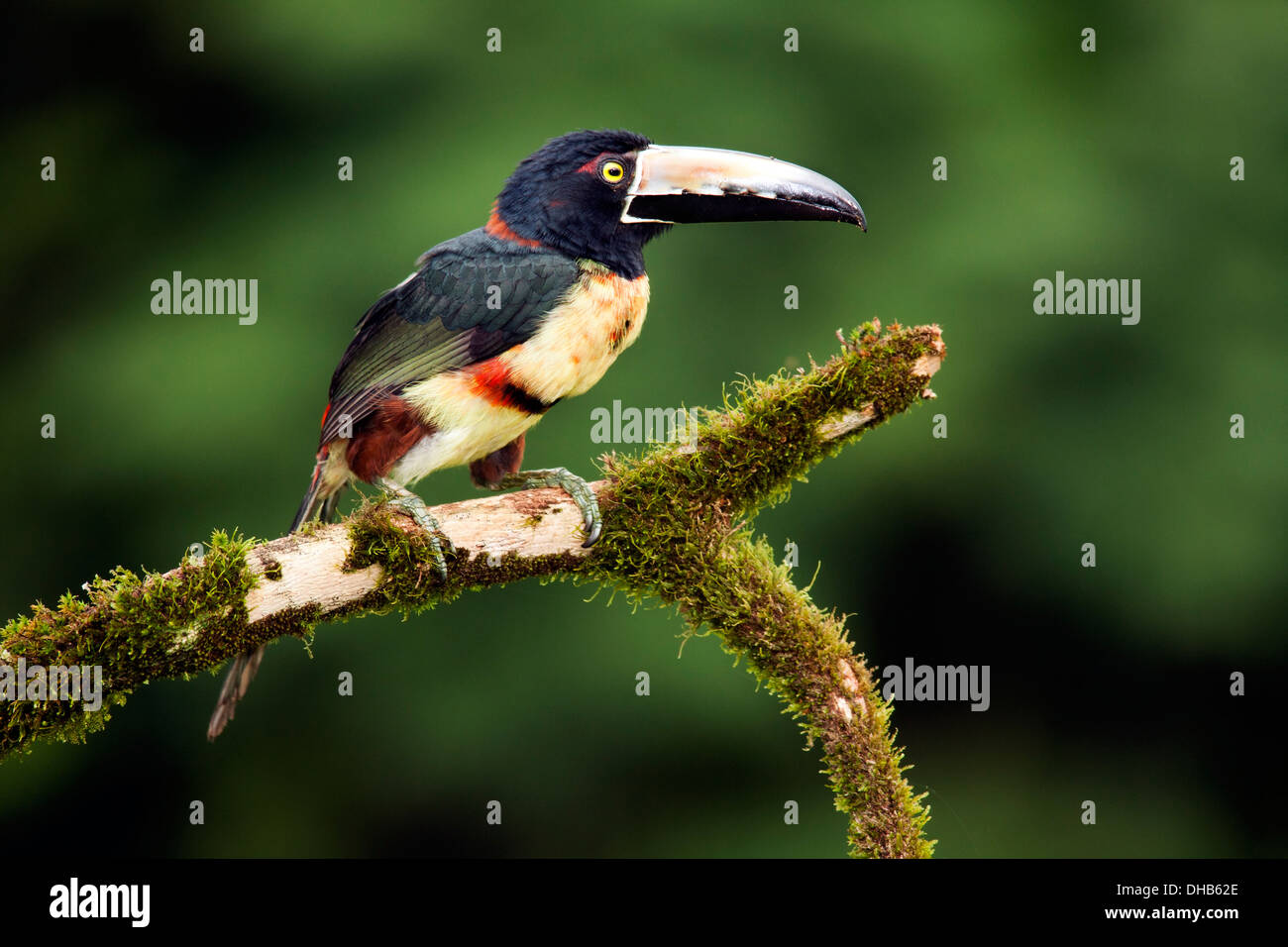 Collared Aracari - Boca Tapada, San Carlos, Costa Rica Stock Photo - Alamy