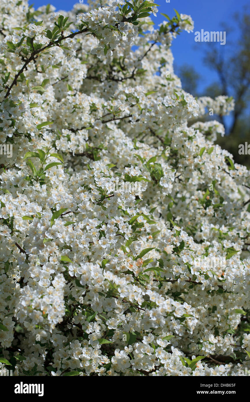 White malus hi-res stock photography and images - Alamy