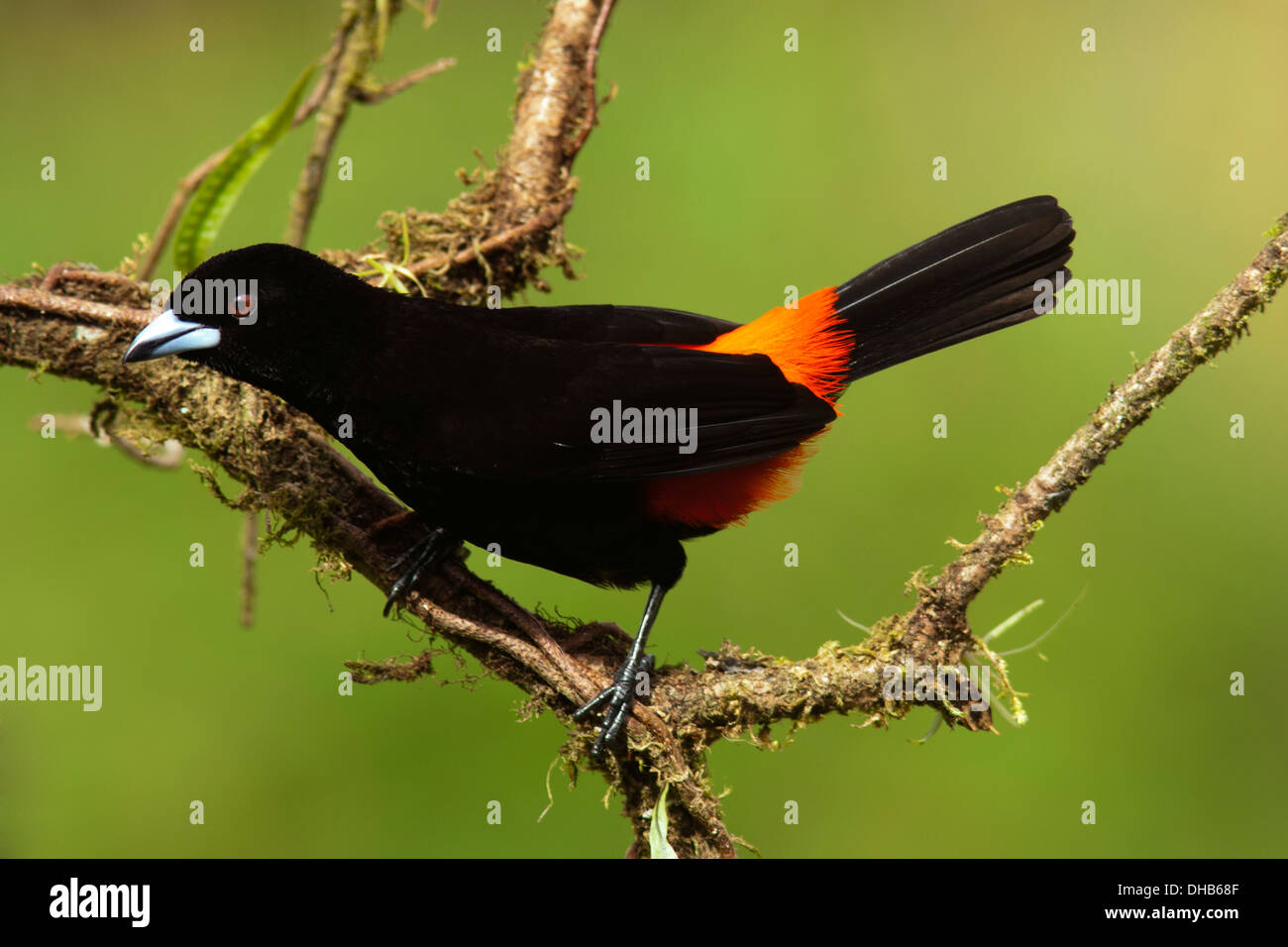 Passerini's Tanager - Boca Tapada, San Carlos, Costa Rica Stock Photo ...