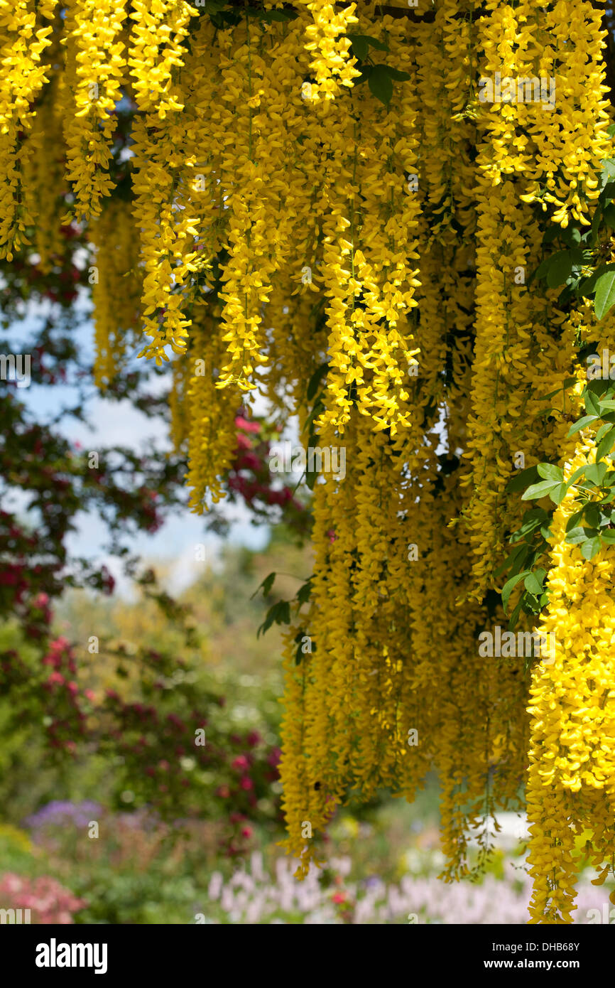 Yellow laburnum hi-res stock photography and images - Alamy