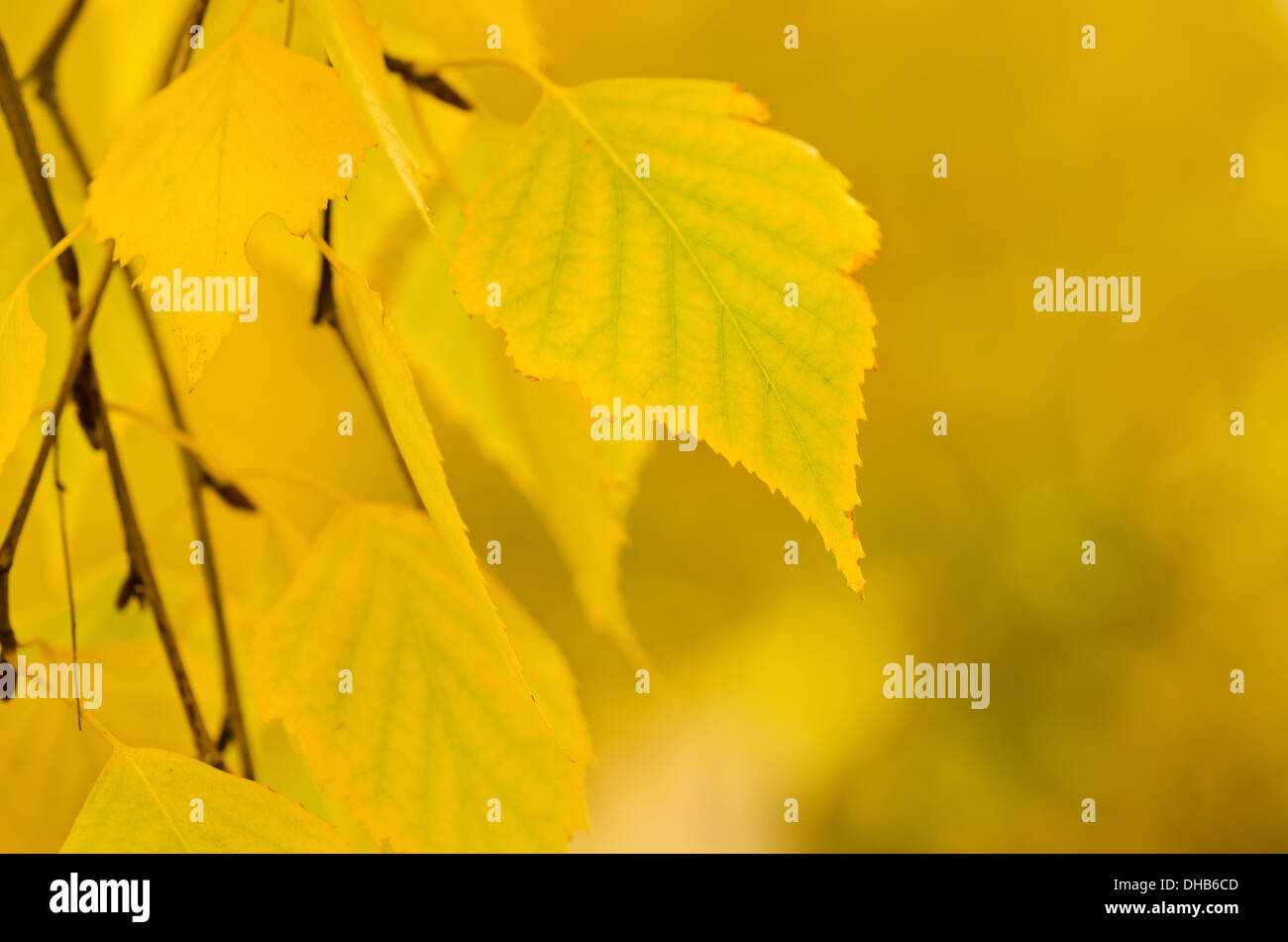 Autumn tree branch Stock Photo - Alamy