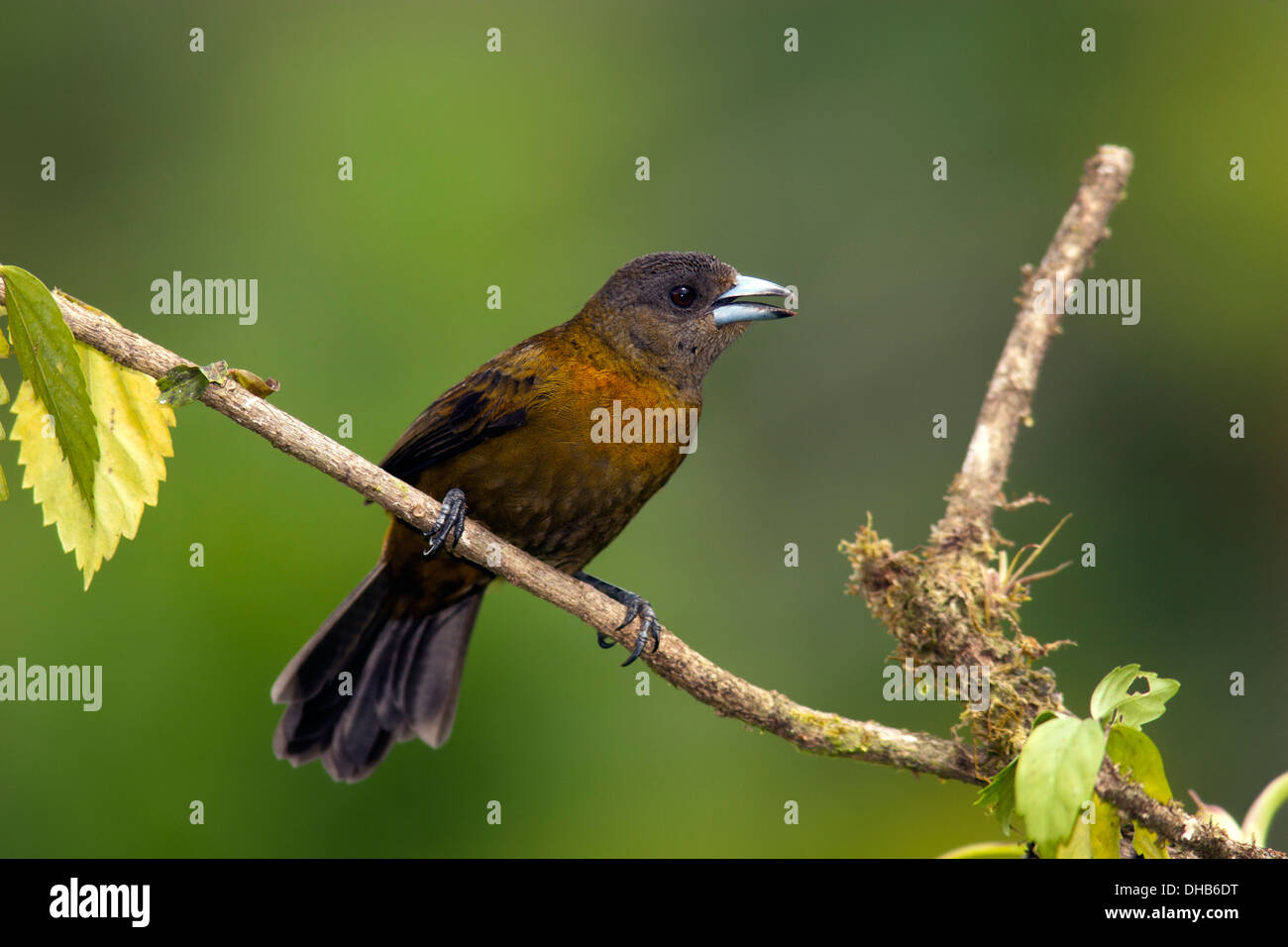 Passerini's Tanager - Boca Tapada, San Carlos, Costa Rica Stock Photo ...