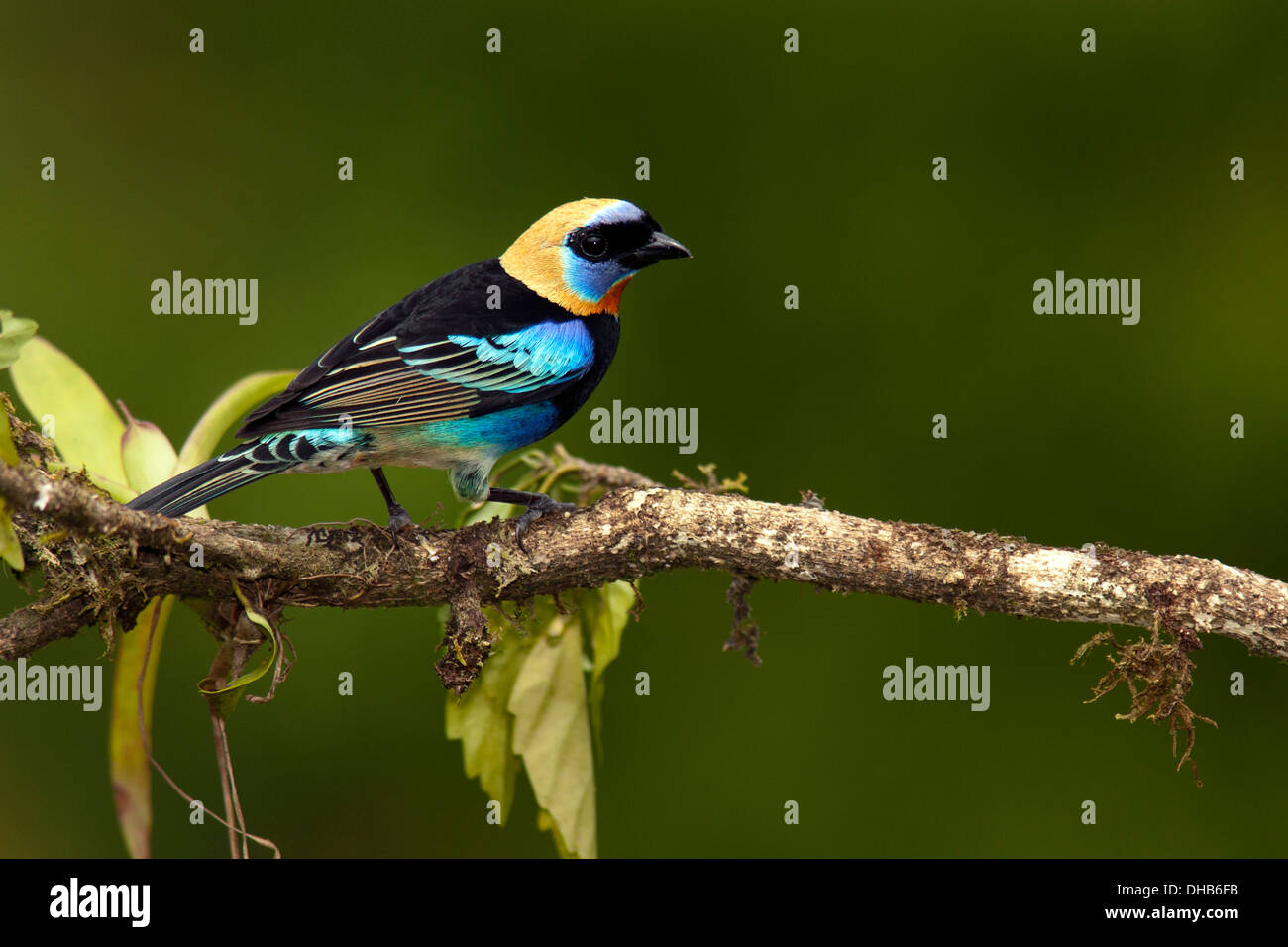 Golden-hooded Tanager - Boca Tapada, San Carlos, Costa Rica Stock Photo ...