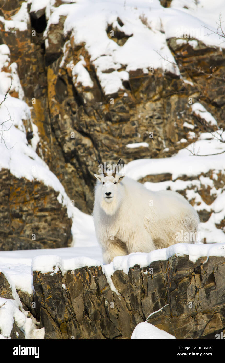 Mountain goat animal snow winter canada white hi-res stock photography ...