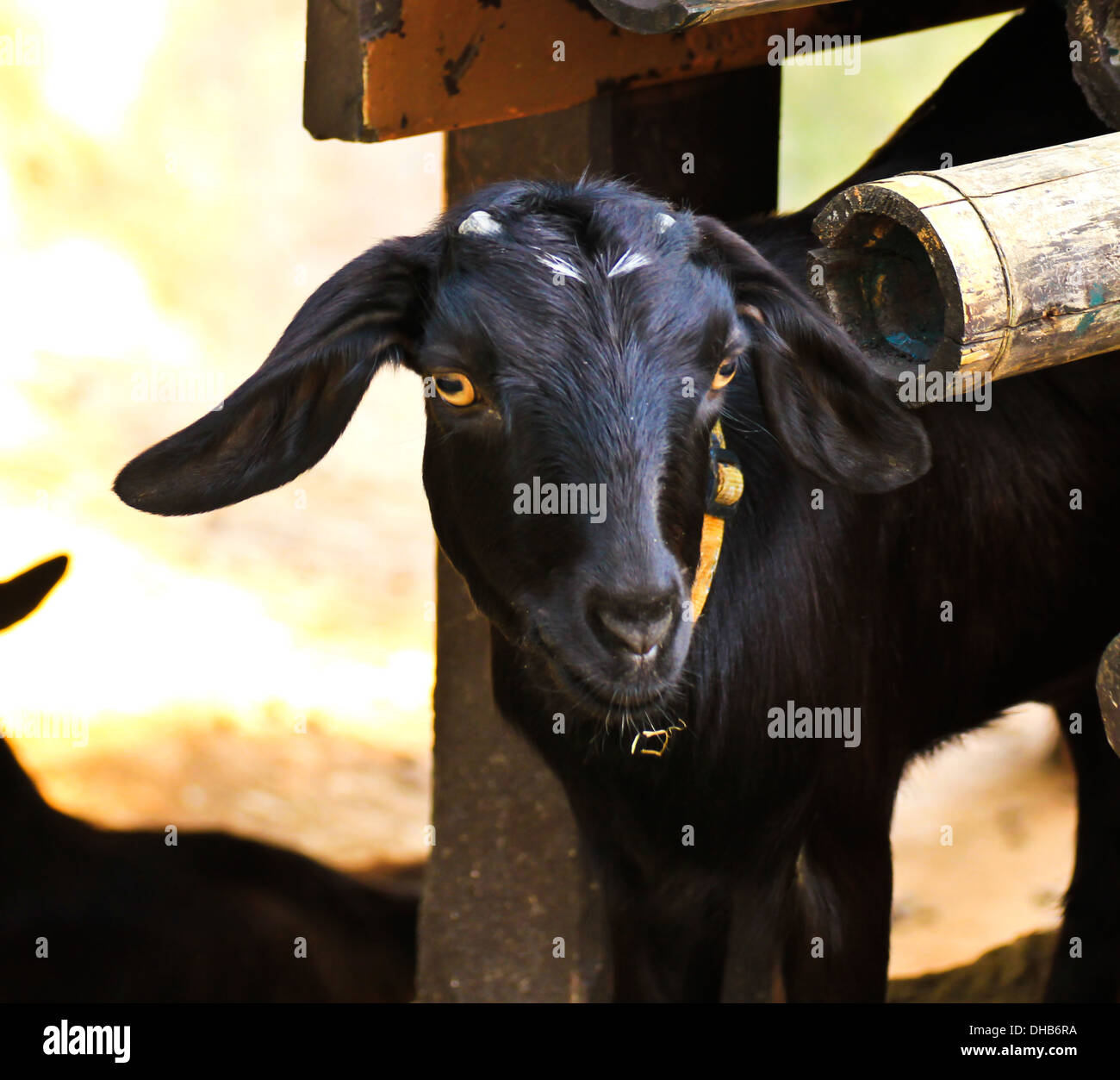 Black goat hi-res stock photography and images - Alamy