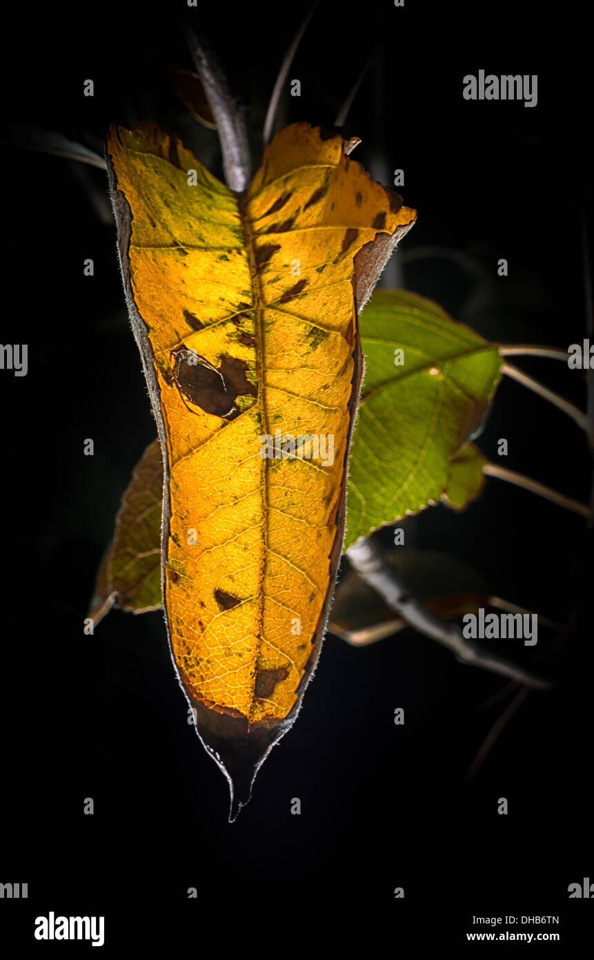 Night fall leaves hi-res stock photography and images - Alamy