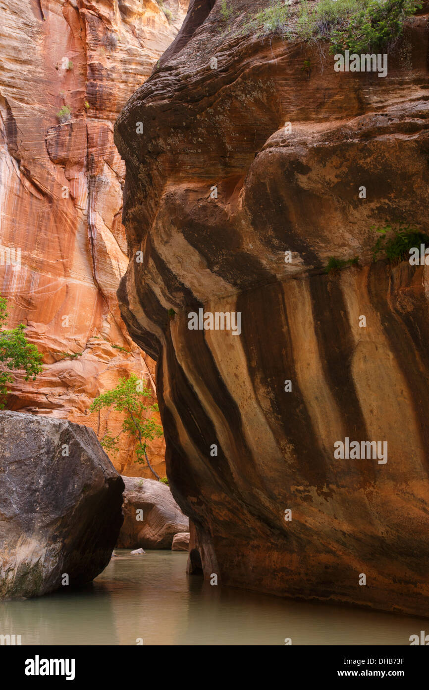 The Narrows on the Virgin River, Zion National Park, Utah Stock Photo ...