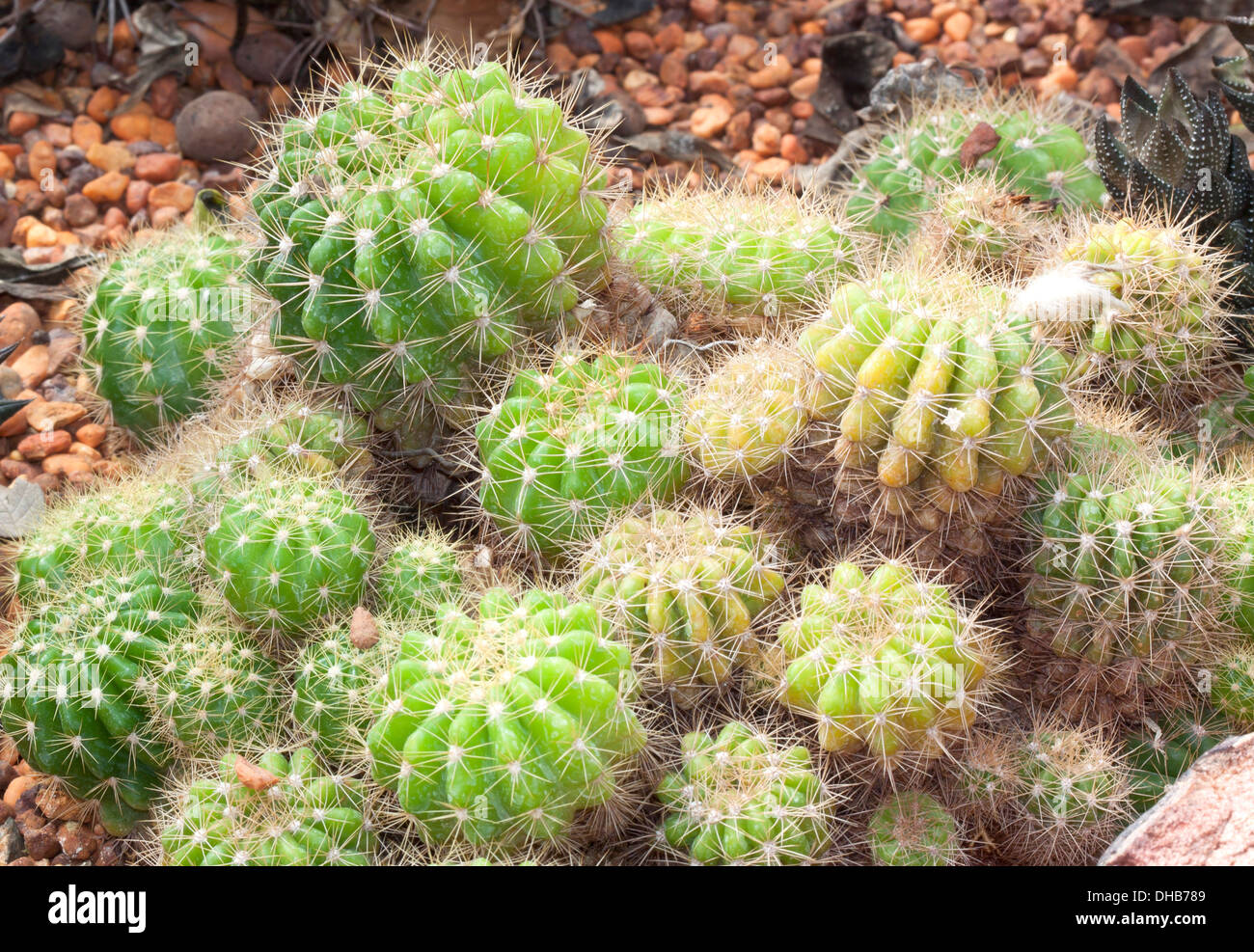 Ball Sphere Cactus on the Rocky Ground Stock Photo - Alamy