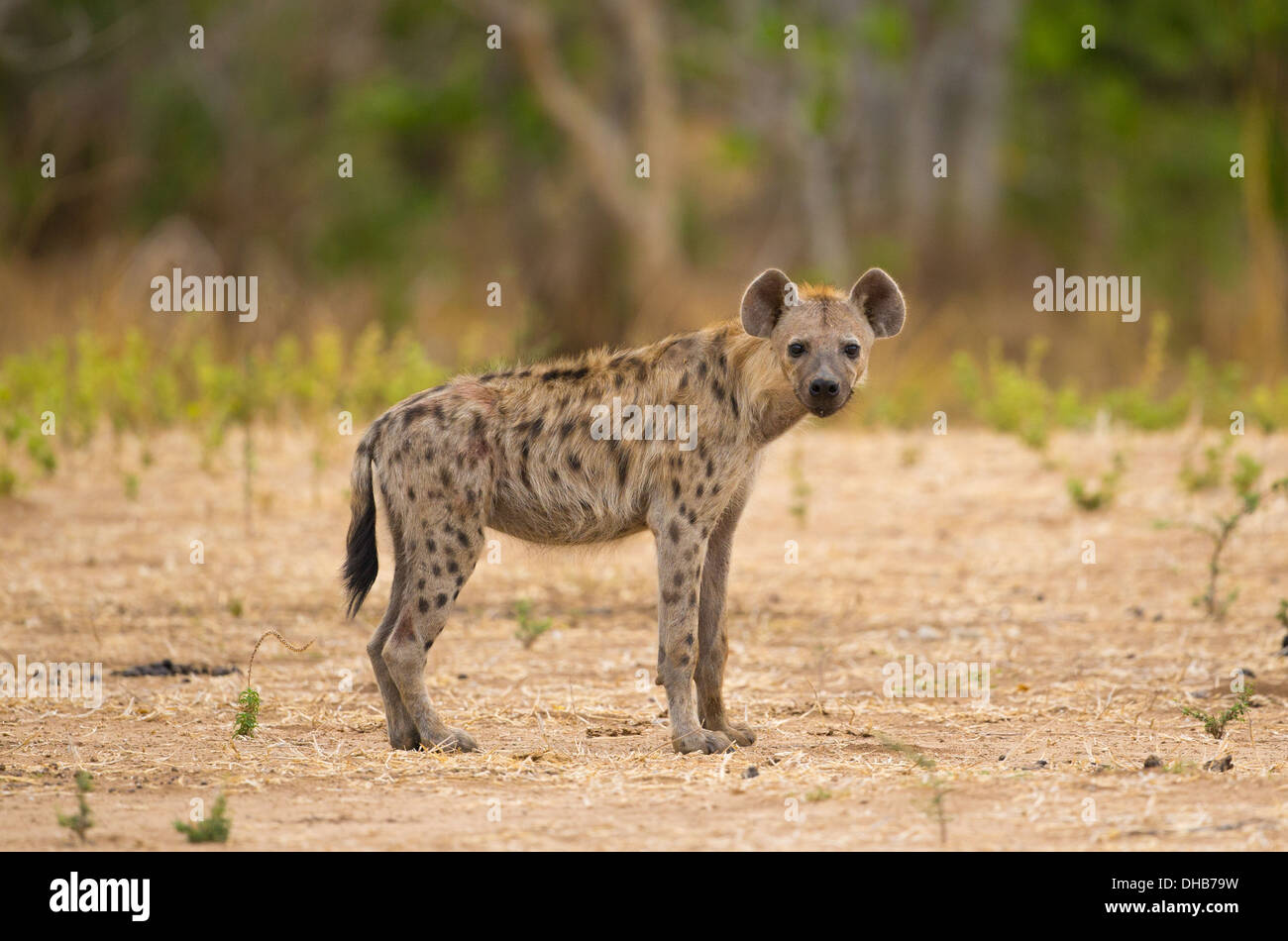 Side view of Spotted Hyena (Crocuta crocuta) looking at camera Stock ...