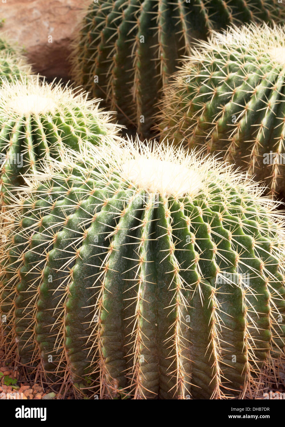 Ball Sphere Cactus on the Rocky Ground Stock Photo - Alamy