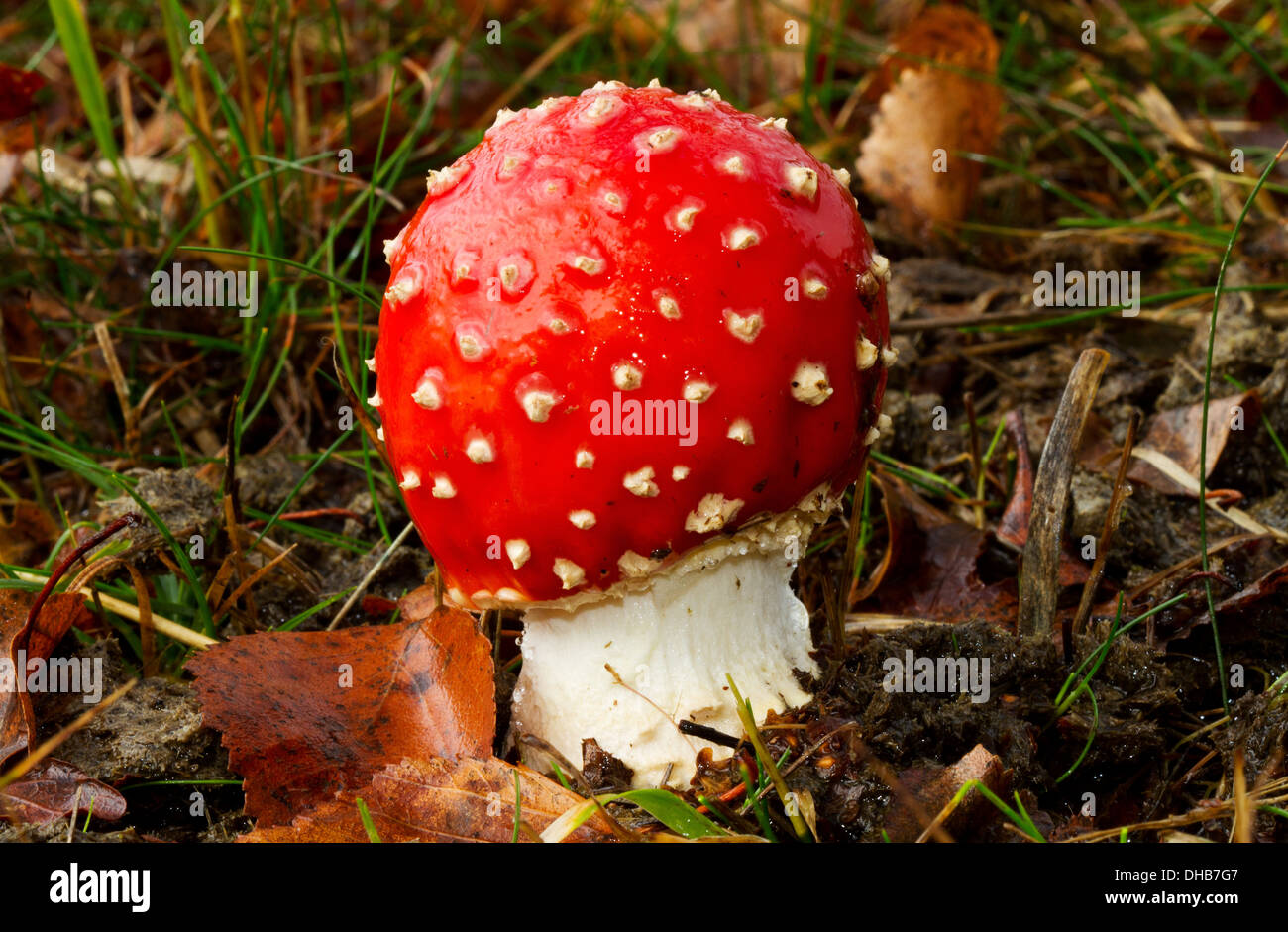 Young red fly mushroom hi-res stock photography and images - Alamy