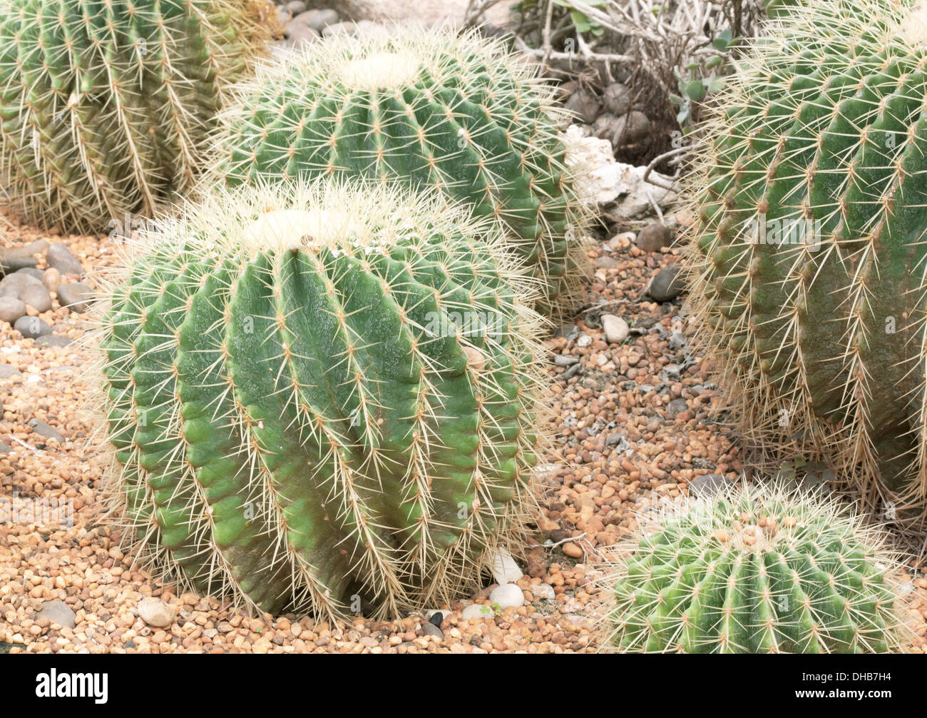 Ball Sphere Cactus on the Rocky Ground Stock Photo - Alamy
