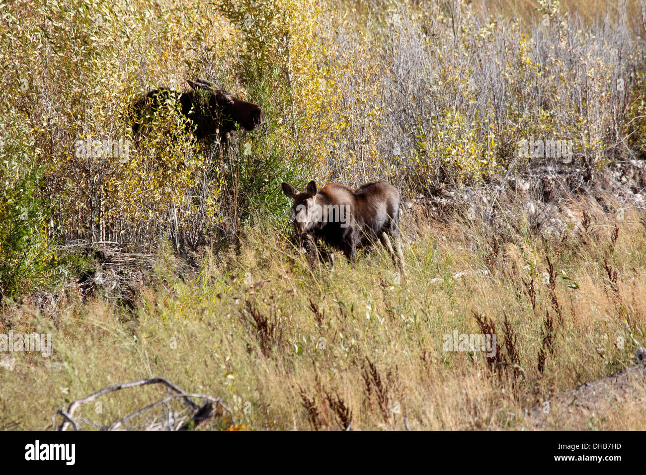 Moose cow and calf in Grand Teton National Park Stock Photo - Alamy