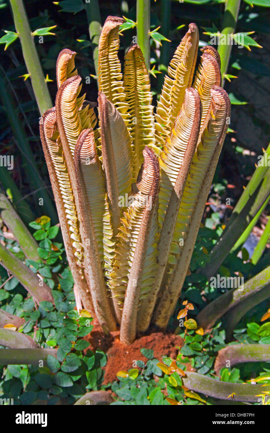 close up of newly sprouting leaves on a cycad plant Stock Photo - Alamy