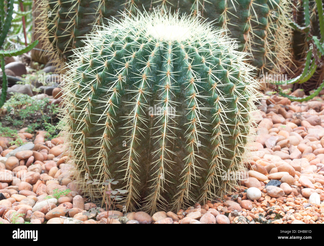 Ball Sphere Cactus on the Rocky Ground Stock Photo - Alamy