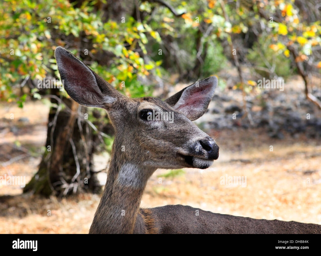 Doe, detailed portrait isolated on forest background California ...
