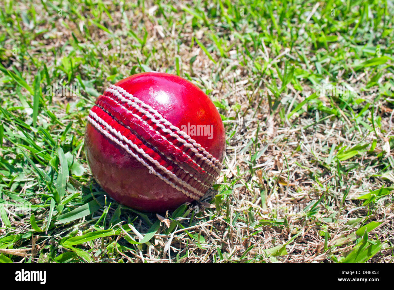 new red cricket ball on patchy grass lawn Stock Photo - Alamy