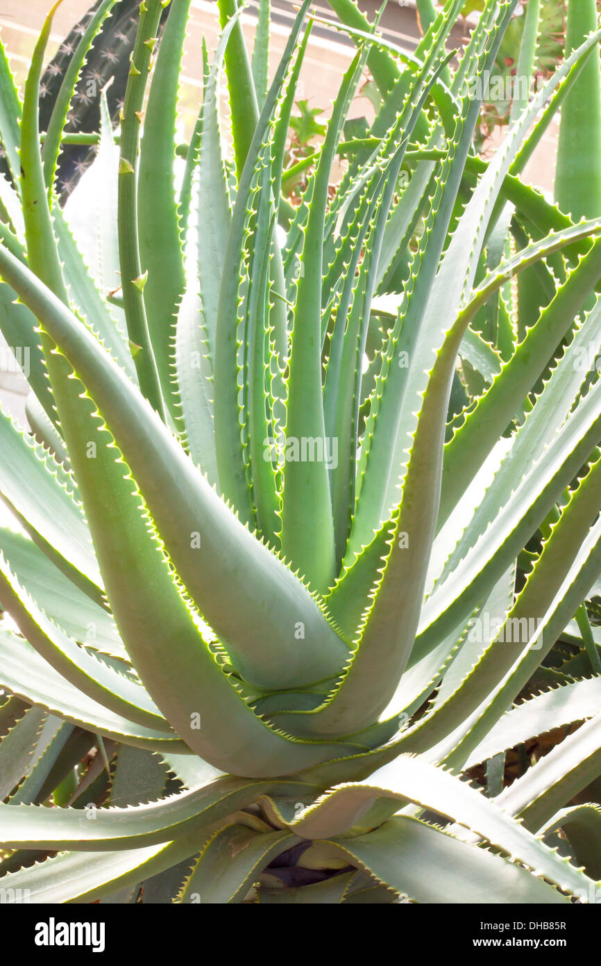 Ball Sphere Cactus on the Rocky Ground Stock Photo - Alamy
