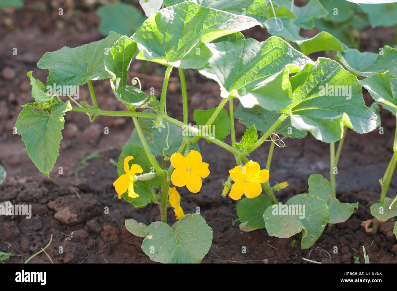 Young plant cucumber- color image Stock Photo - Alamy