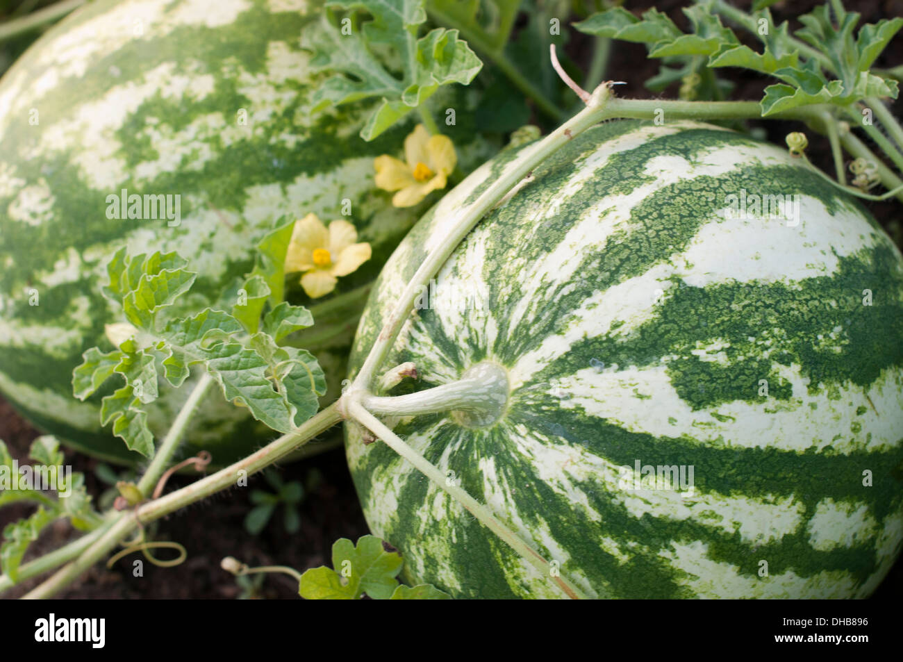 Watermelons in a vegetable garden- selective focus on the front ...