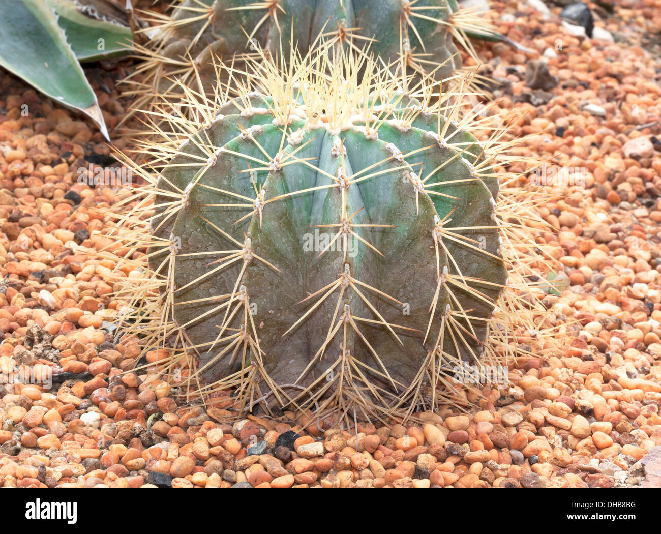 Ball Sphere Cactus on the Rocky Ground Stock Photo - Alamy