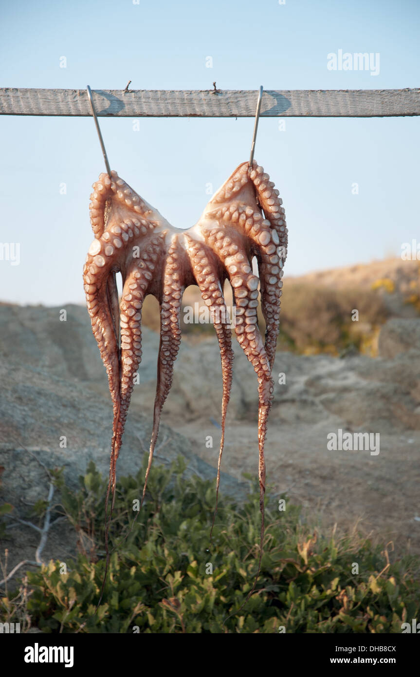 One octopus hanging from metal hooks Stock Photo - Alamy