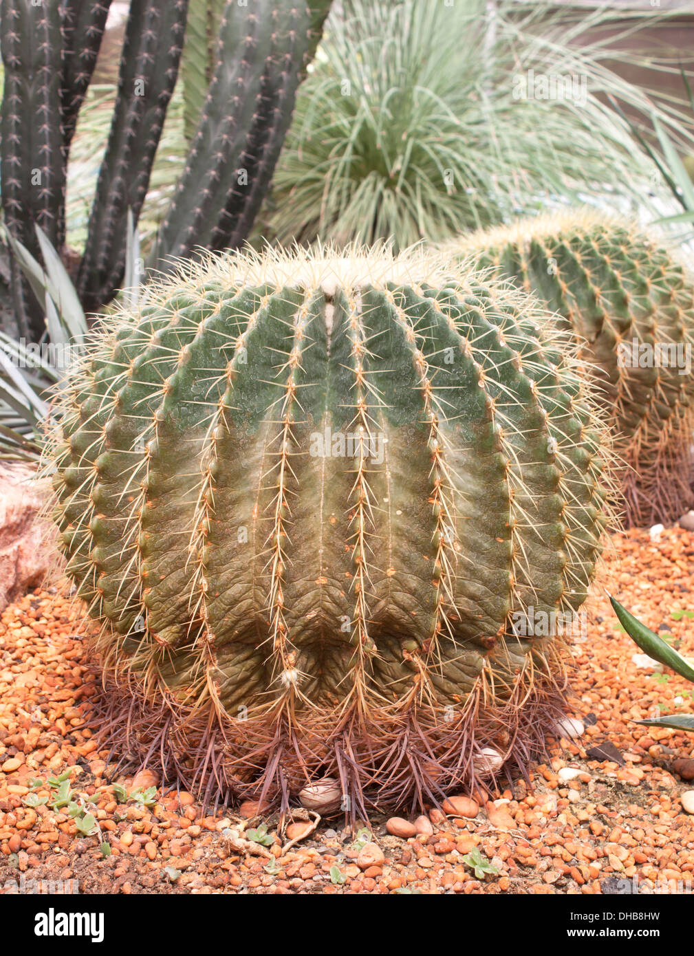 Ball Sphere Cactus on the Rocky Ground Stock Photo - Alamy