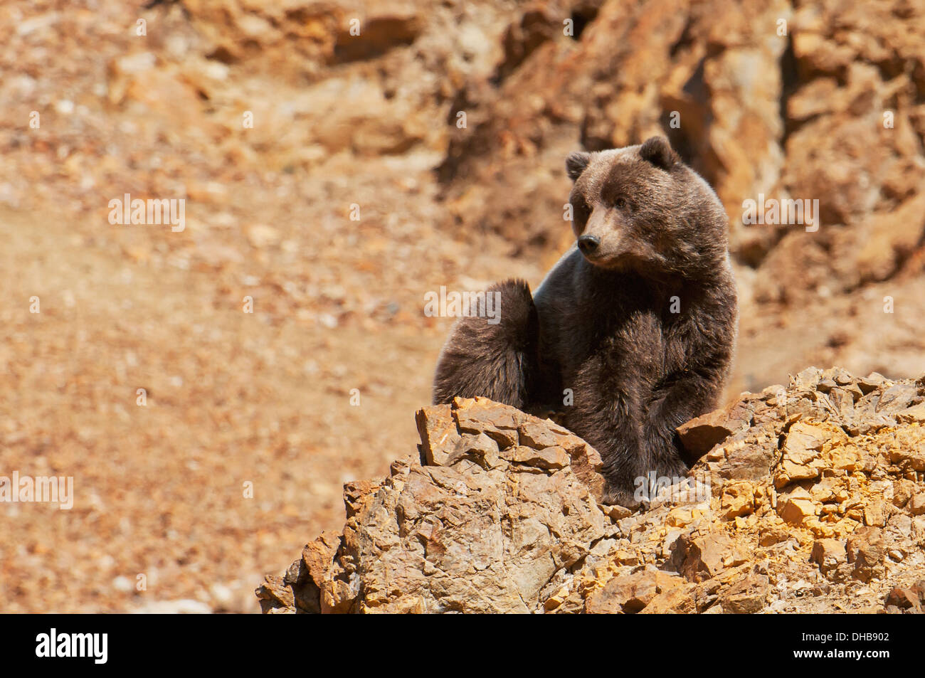 Brown bear sitting on a rock hi-res stock photography and images - Alamy