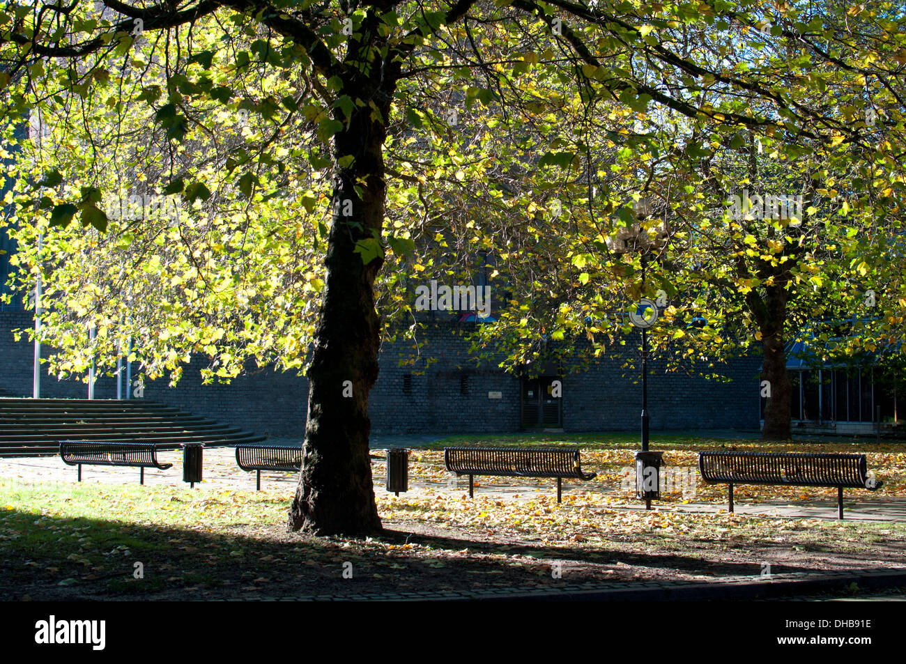 London plane trees hi-res stock photography and images - Alamy
