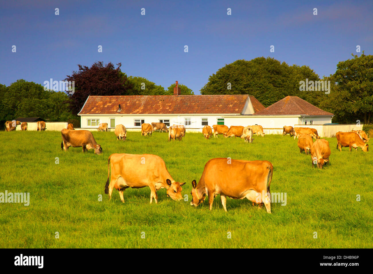 Jersey cow channel hi-res stock photography and images - Alamy