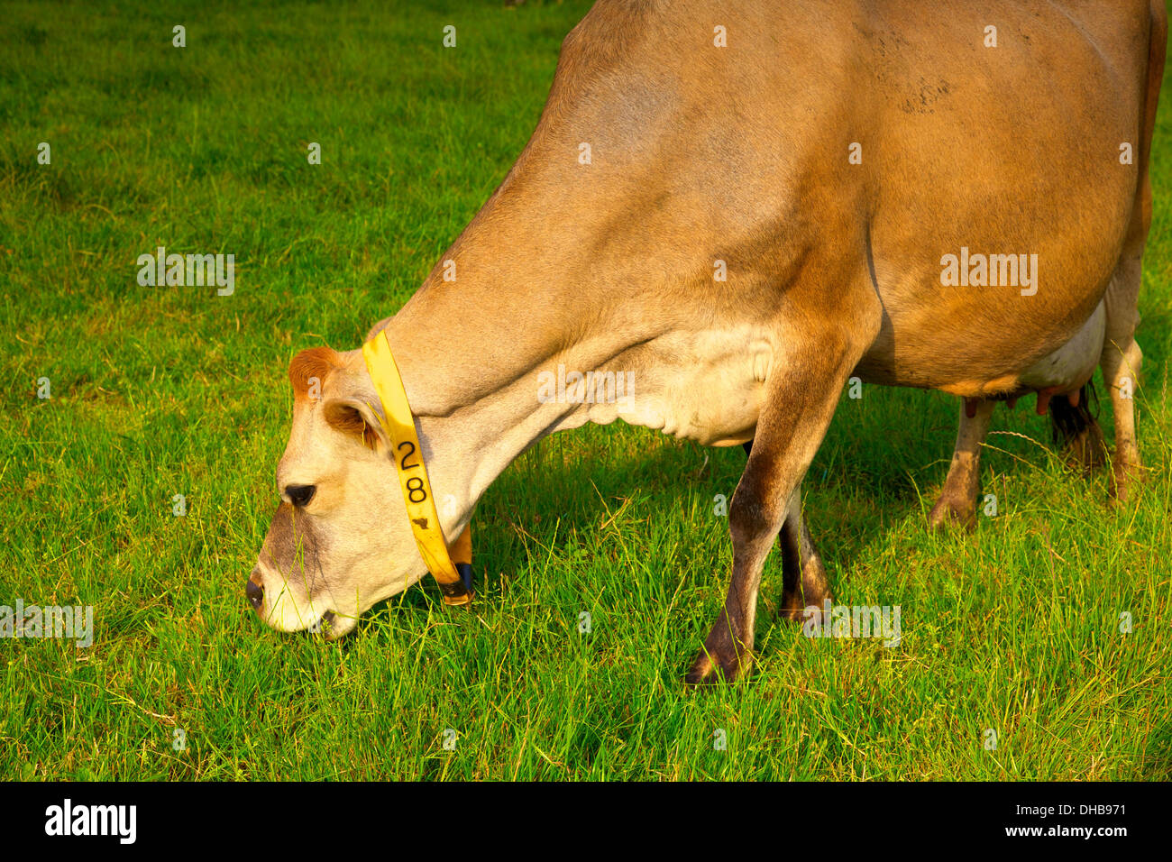 Jersey Cow Channel Islands High Resolution Stock Photography and Images ...
