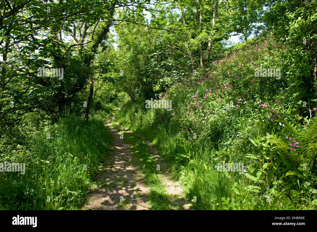 A path with spring flowers running through light woodland on cliff ...