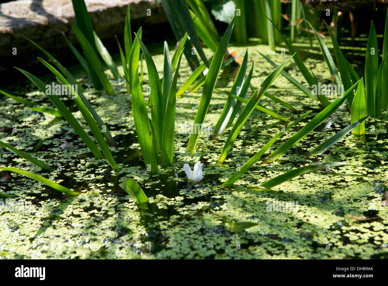 Water soldier, Stratiotes aloides, flowering plants with lesser ...