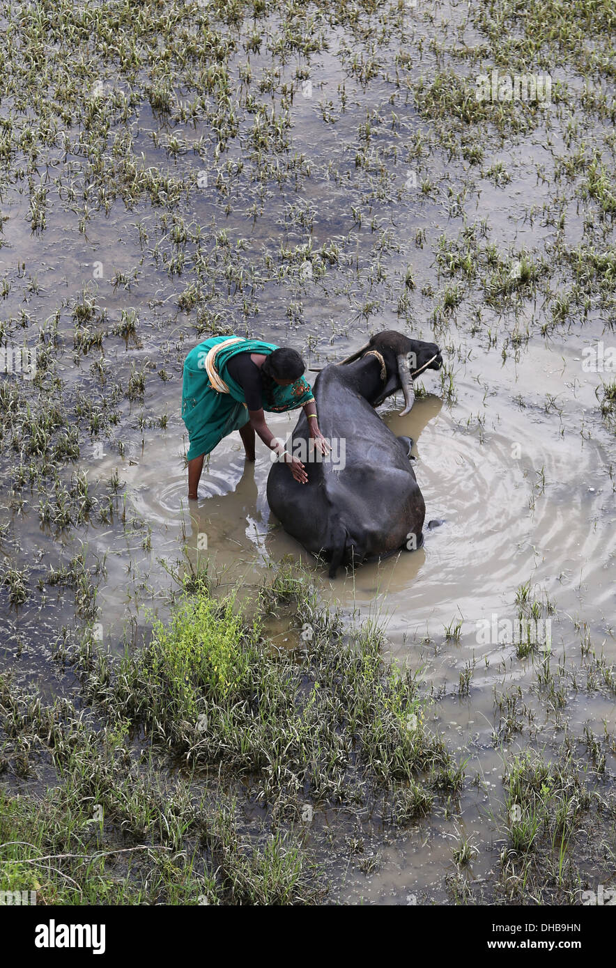 Indian woman washing a buffalo Andhra Pradesh South India Stock Photo ...