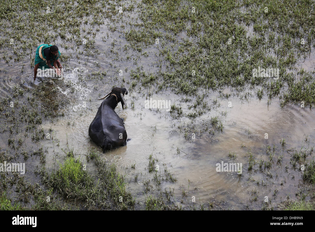 Indian woman washing a buffalo Andhra Pradesh South India Stock Photo ...
