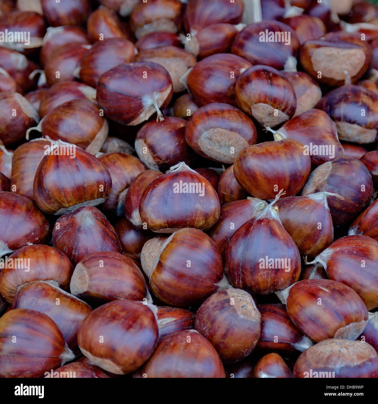 Chestnut fruits hi-res stock photography and images - Alamy