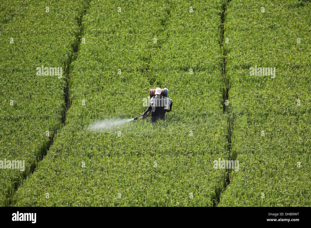 Indian farmer spraying a rice field with pesticide Andhra Pradesh South ...